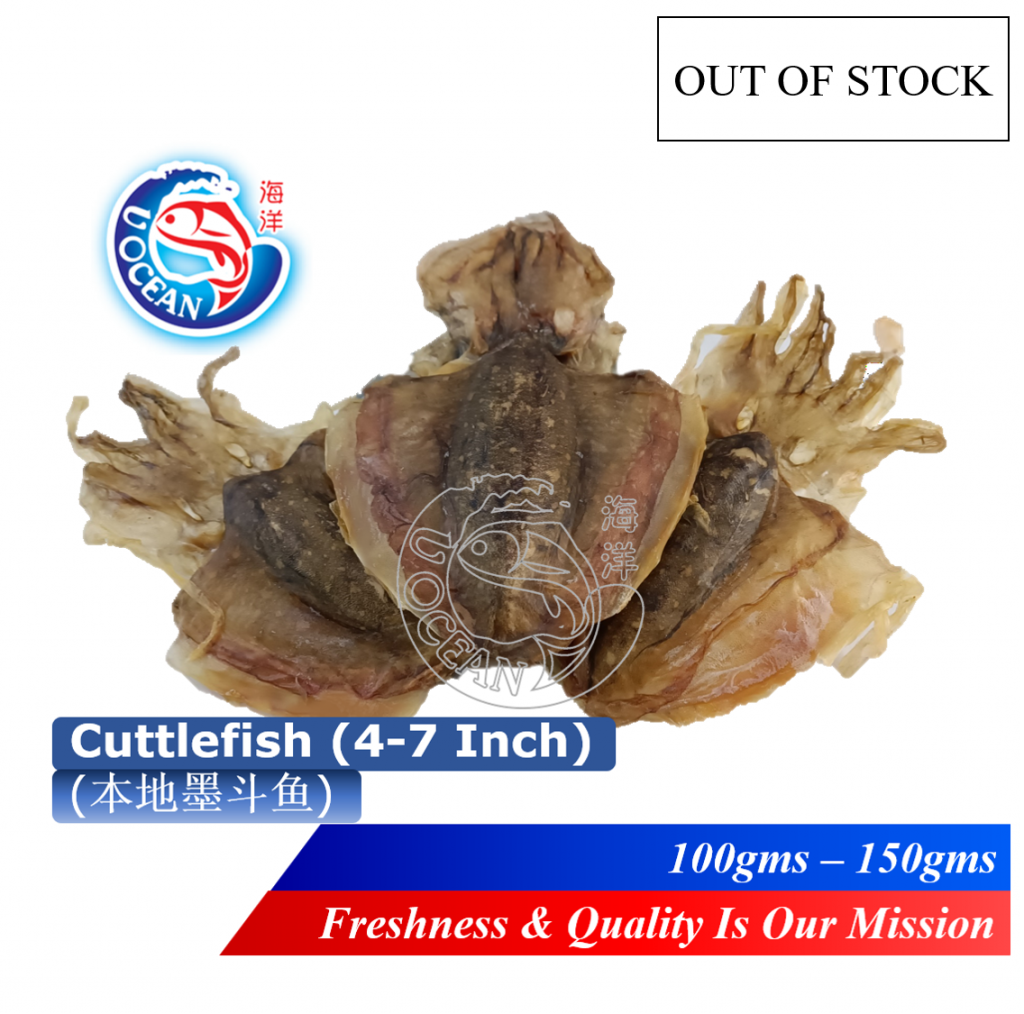 Cuttlefish (4 – 7 Inch) (本地墨斗鱼) (100 gms – 150 gms) – U Ocean Trading